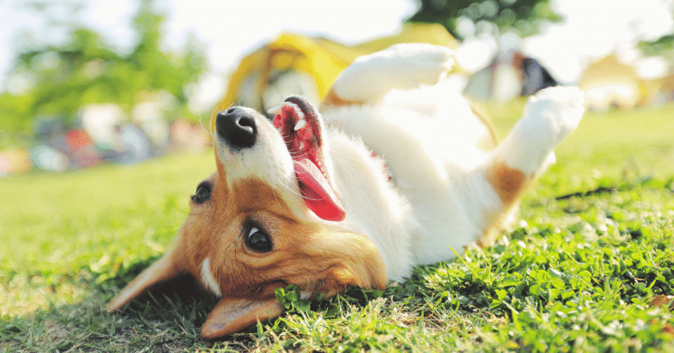 National Dog Week: What Do Dogs Need to Thrive? - Park Cities Pet ...